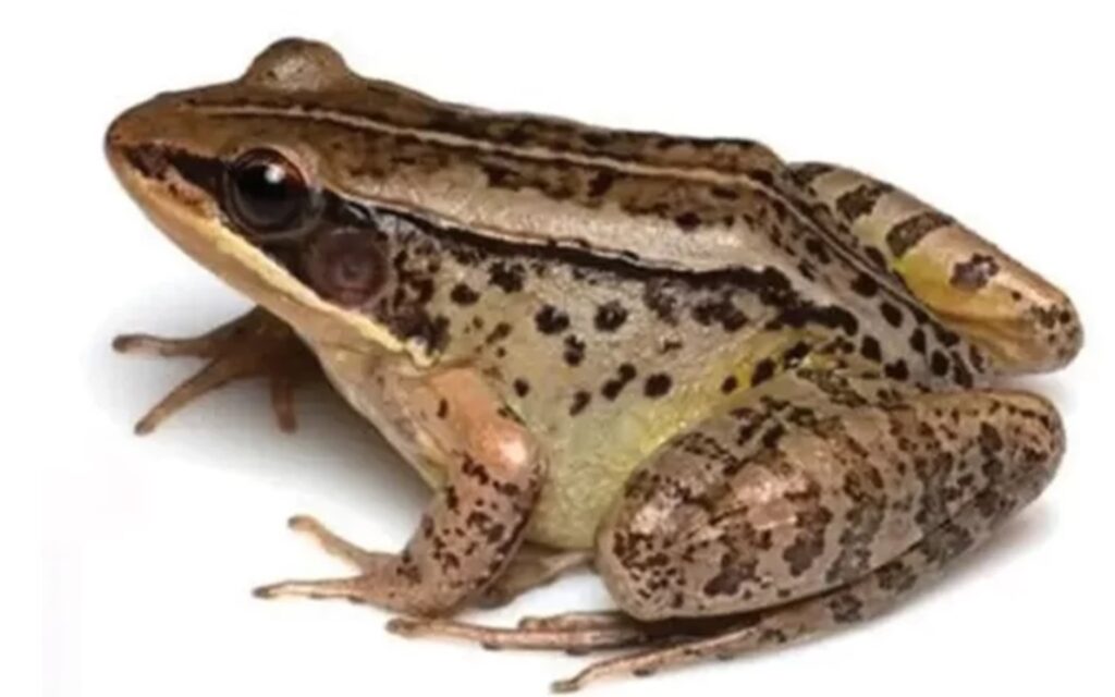 3 novel frogs discovered in Arunachal's Namdapha-Kamlang landscape ...