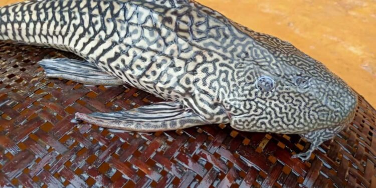 Kumligaon resident catches rare sucker mouth catfish during flood in ...