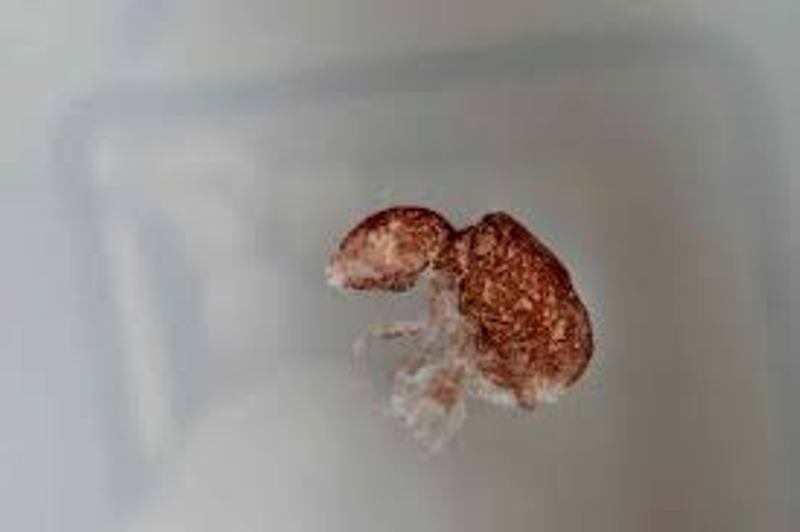 ZSI scientists discover new springtail species in Sikkim’s high ...